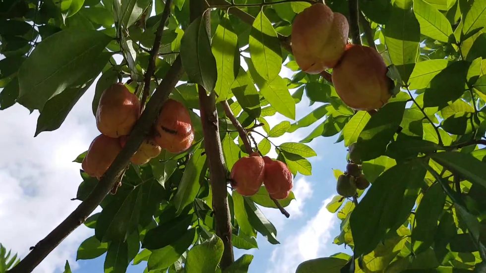 Ackee and Saltfish with Bacon - Jamaica's National Dish - MyRealLifeTips